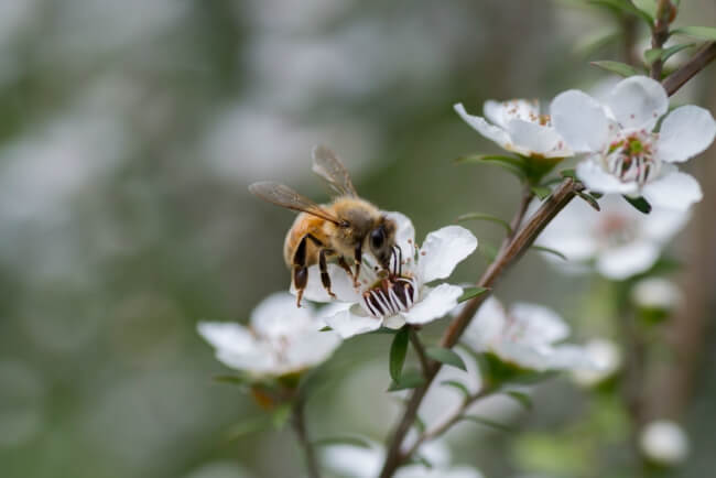 Ini Fakta Seputar Madu Manuka Yang Perlu Anda Ketahui Sebelum ...