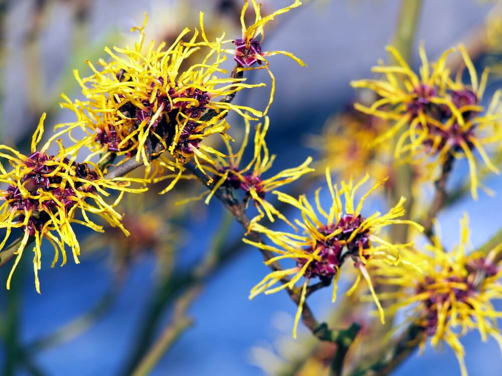 Kehebatan Witch Hazel untuk Mengatasi 5 Masalah Kulit - Beauty Journal