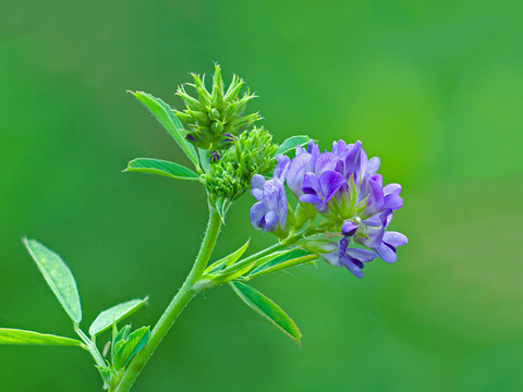 Alfalfa - Beauty Journal