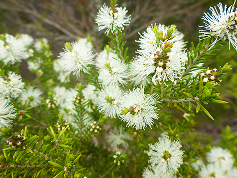 Rosalina Oil - Beauty Journal