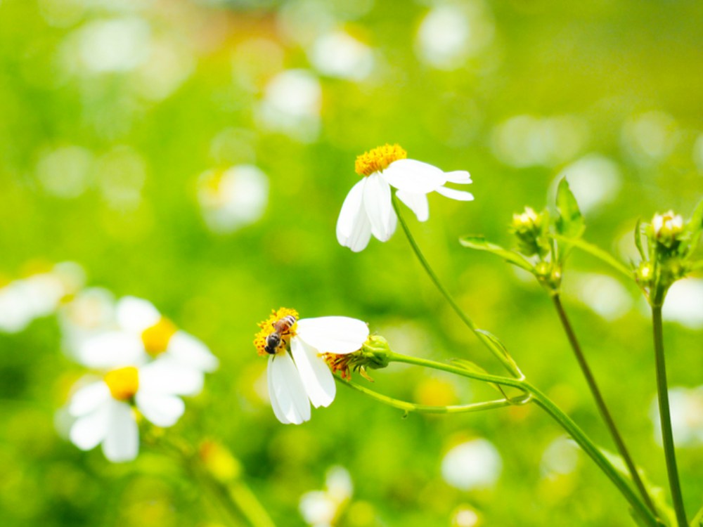 Dari Ulet Bekerja Hingga Kesetiaan, Ini Pelajaran Hidup yang Bisa ...