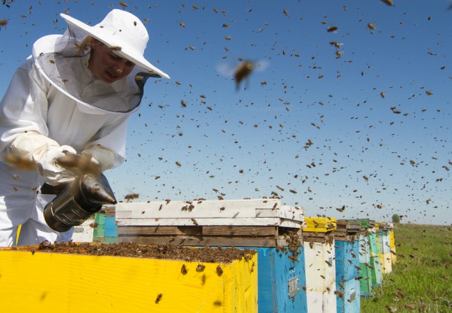 Dari Ulet Bekerja Hingga Kesetiaan, Ini Pelajaran Hidup yang Bisa ...