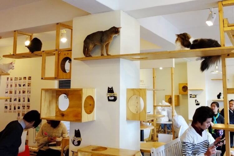 5 Lokasi Wisata untuk Para Pecinta Kucing yang Sayang Jika Dilewatkan ...