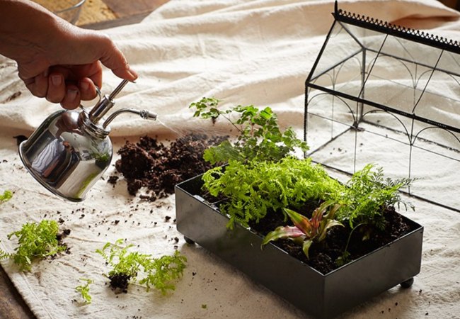 Mengenal Terrarium, Seni Menanam yang Memiliki Berbagai Manfaat bagi ...