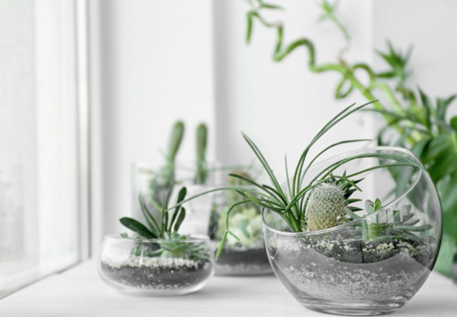 Mengenal Terrarium, Seni Menanam yang Memiliki Berbagai Manfaat bagi ...