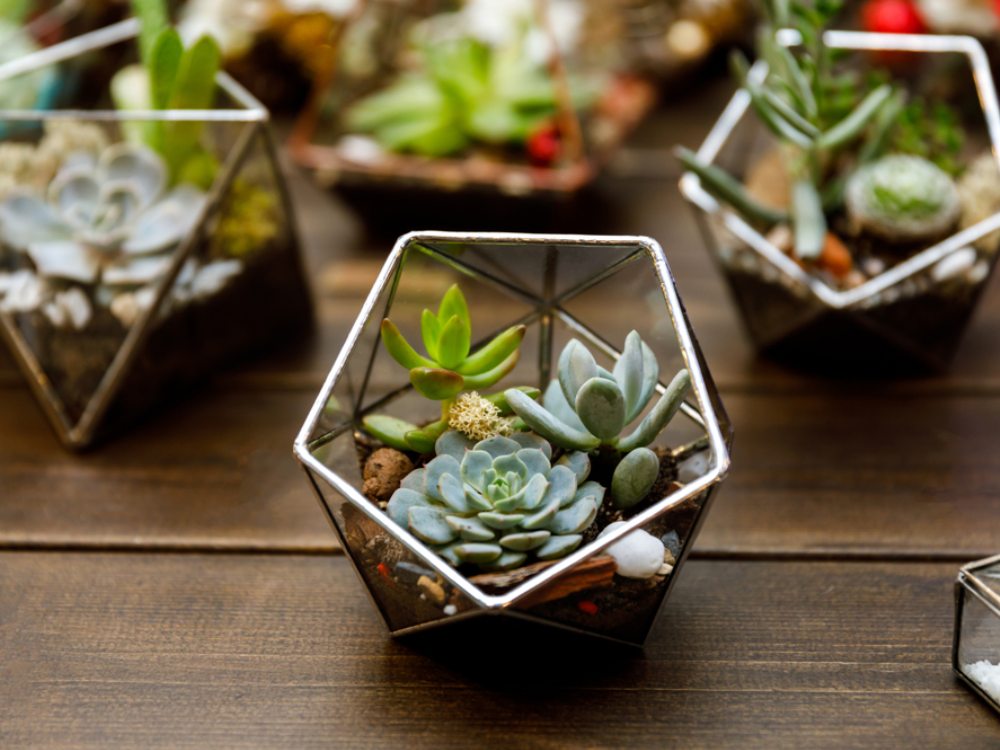 Mengenal Terrarium, Seni Menanam yang Memiliki Berbagai Manfaat bagi ...